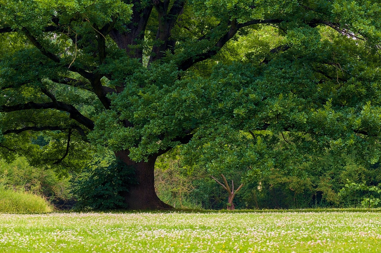 40,000+ Free Oak Tree & Oak Images - Pixabay