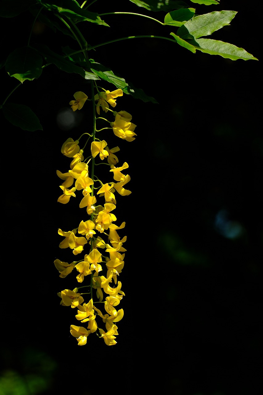 Common Laburnum Flowers - Free photo on Pixabay