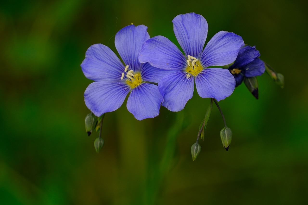 Flax Flower Spring - Free photo on Pixabay