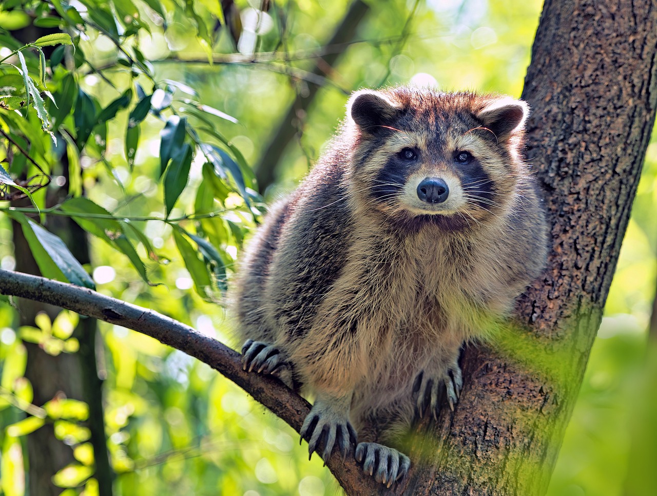 Raccoon Animal Wildlife - Free photo on Pixabay