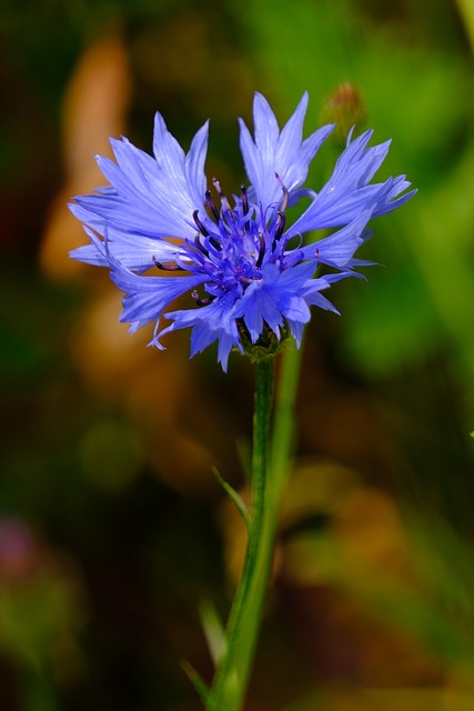 Bluebottle Cornflower Flower - Free photo on Pixabay