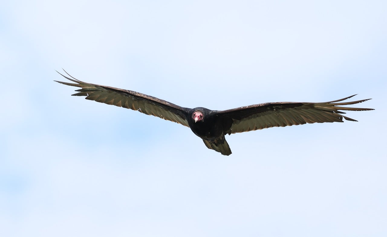 Truthahn Geier Vogel Natur - Kostenloses Foto auf Pixabay