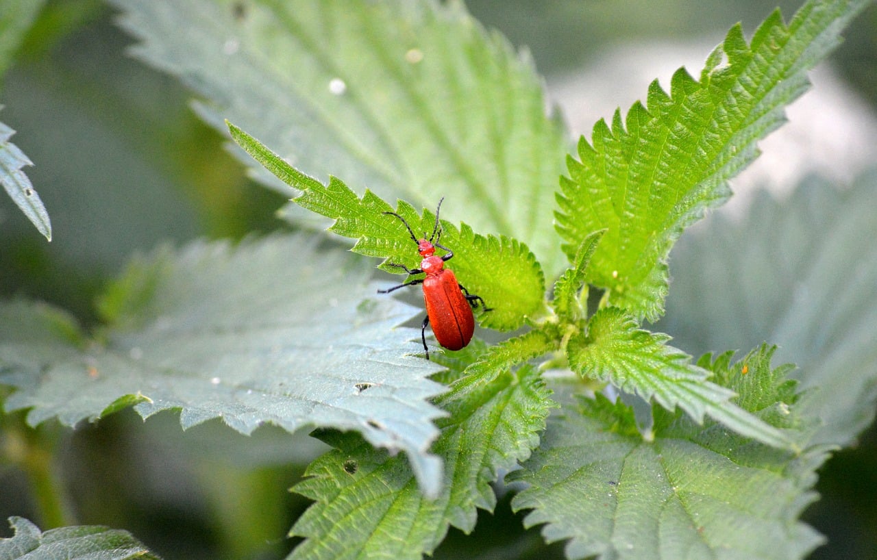 Red-Headed Fire Beetle - Free photo on Pixabay