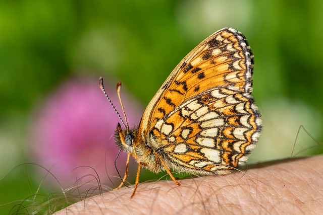 Nature Animal Wing - Free photo on Pixabay