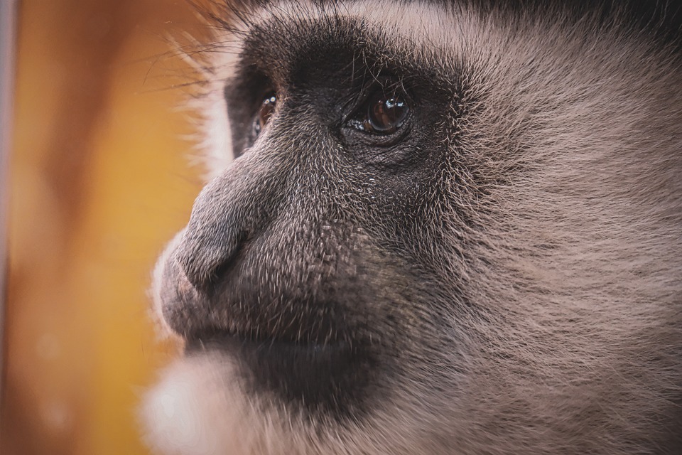 Ape Animal Nature - Free photo on Pixabay
