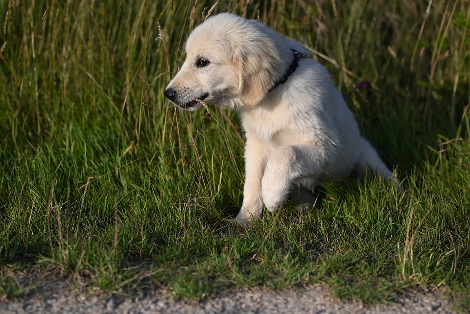 Golden Retriever Amber Dog - Free photo on Pixabay