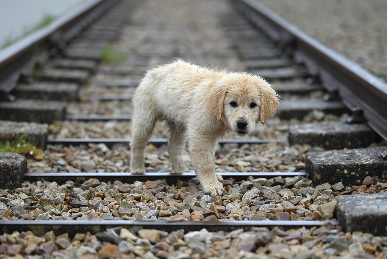 Golden Retriever Puppy Amber - Free photo on Pixabay