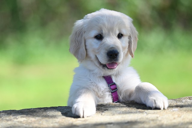 Golden Retriever Puppy Amber - Free photo on Pixabay