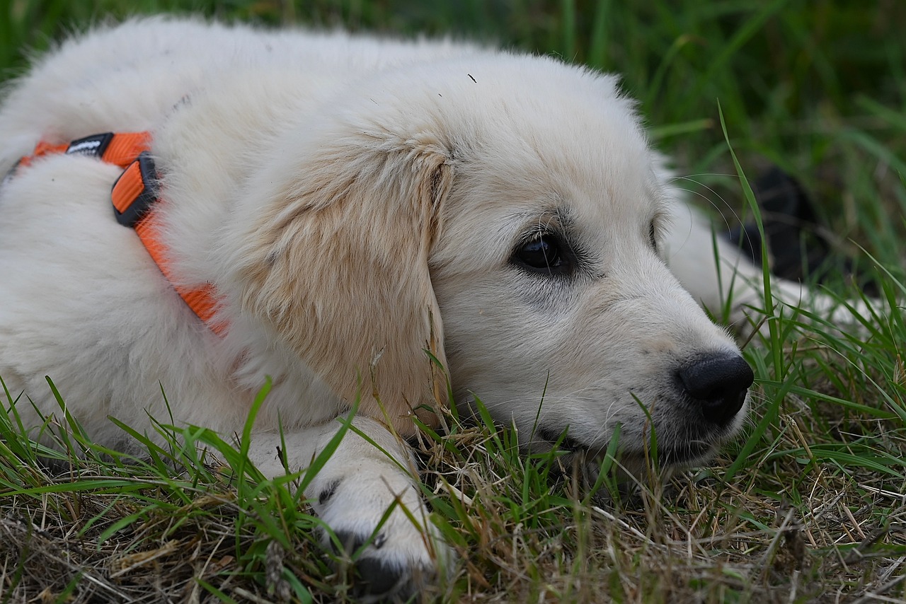 Golden Retriever Puppy Amber - Free photo on Pixabay