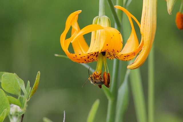 Lily Tigerlily Nature - Free photo on Pixabay