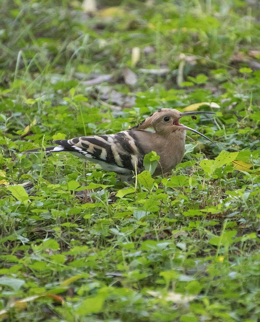 Hoopoe Nature Bird - Free photo on Pixabay