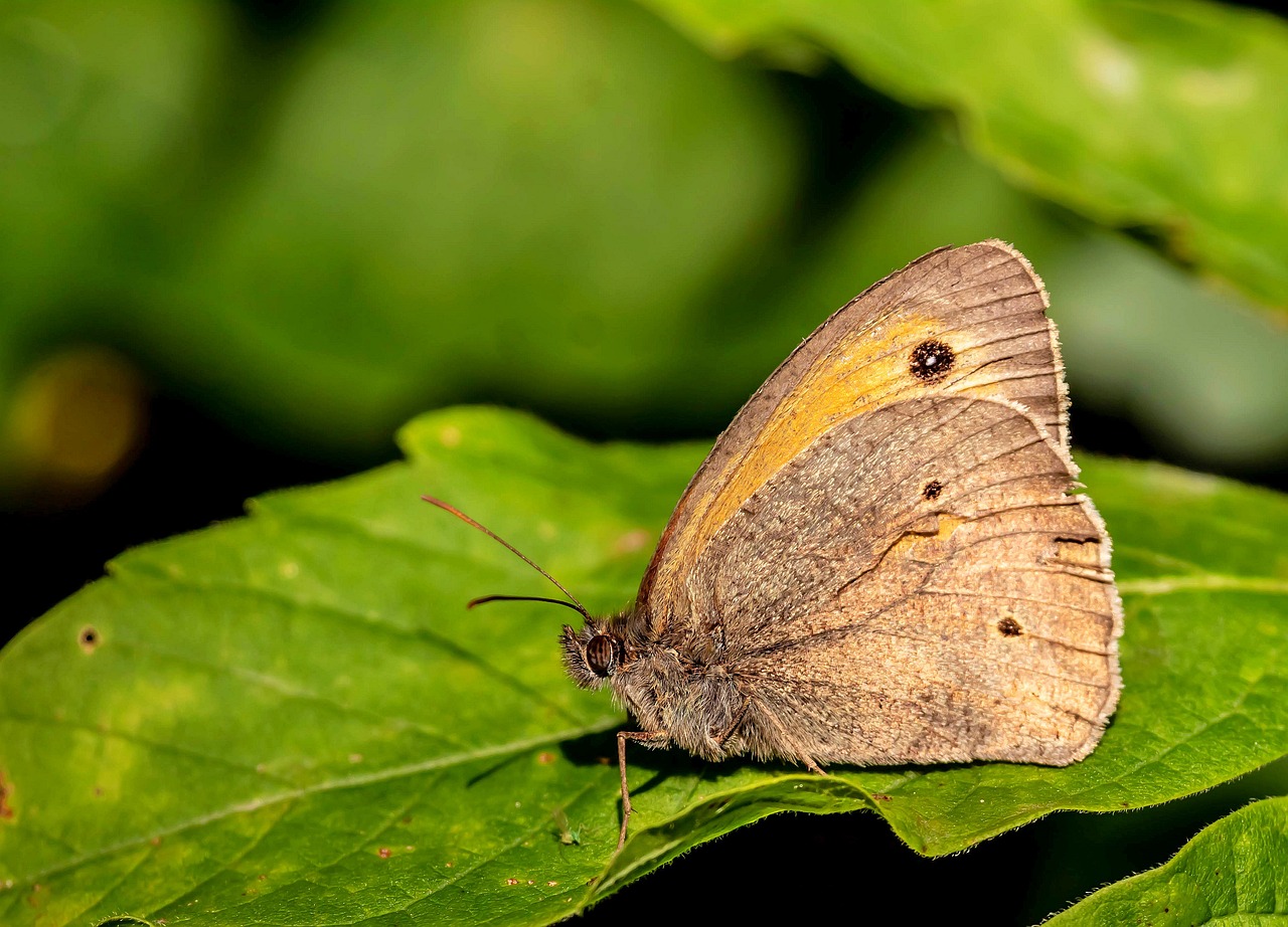 Forest Wren Ox-Eye Butterfly - Free photo on Pixabay