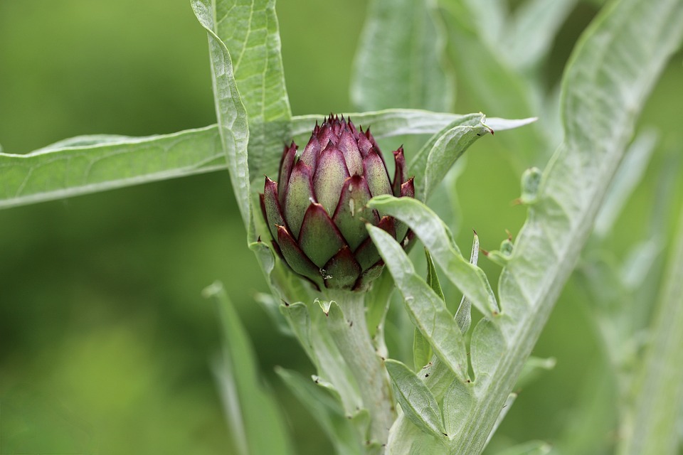 Artichoke Vegetables Food - Free photo on Pixabay