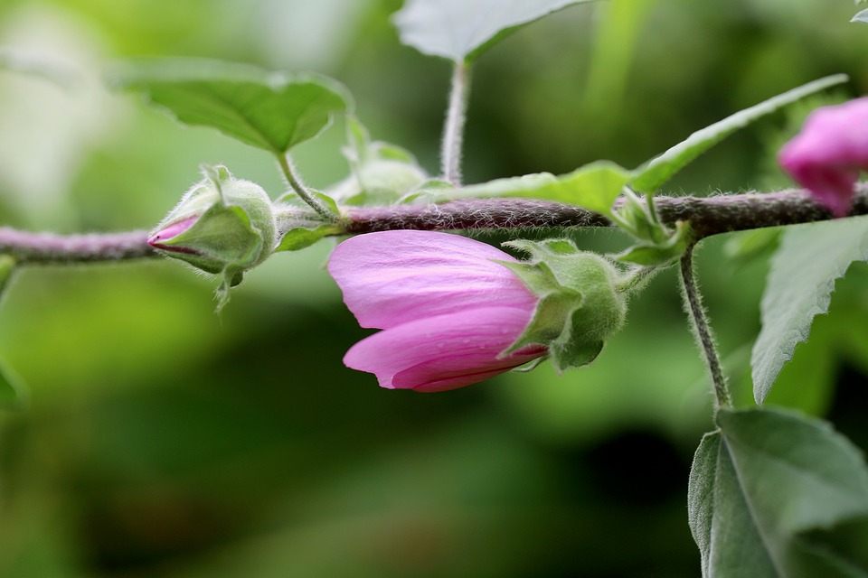 Mallow Malva Pink Flower - Free photo on Pixabay