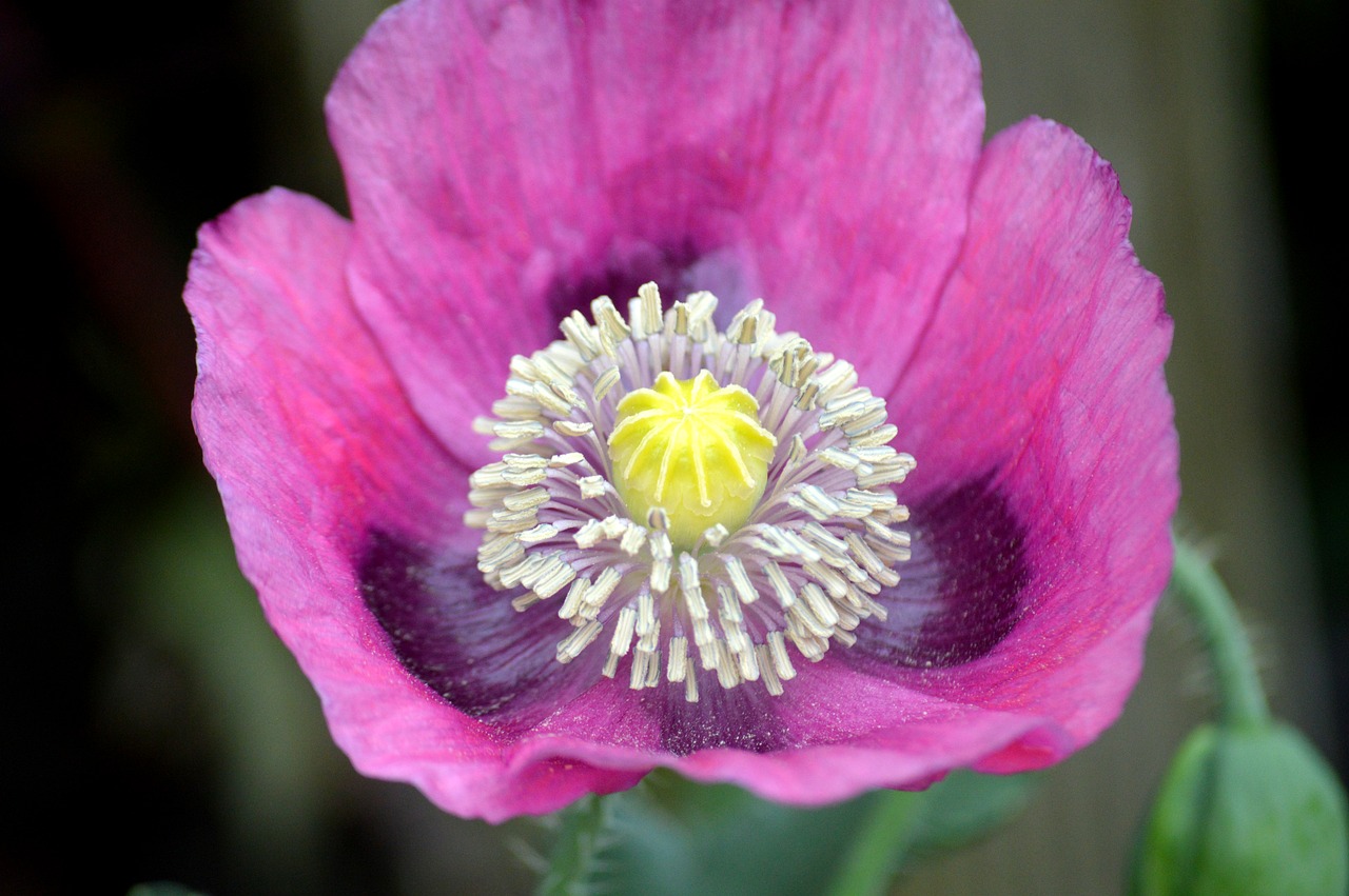 Poppy Flower Seed - Free photo on Pixabay