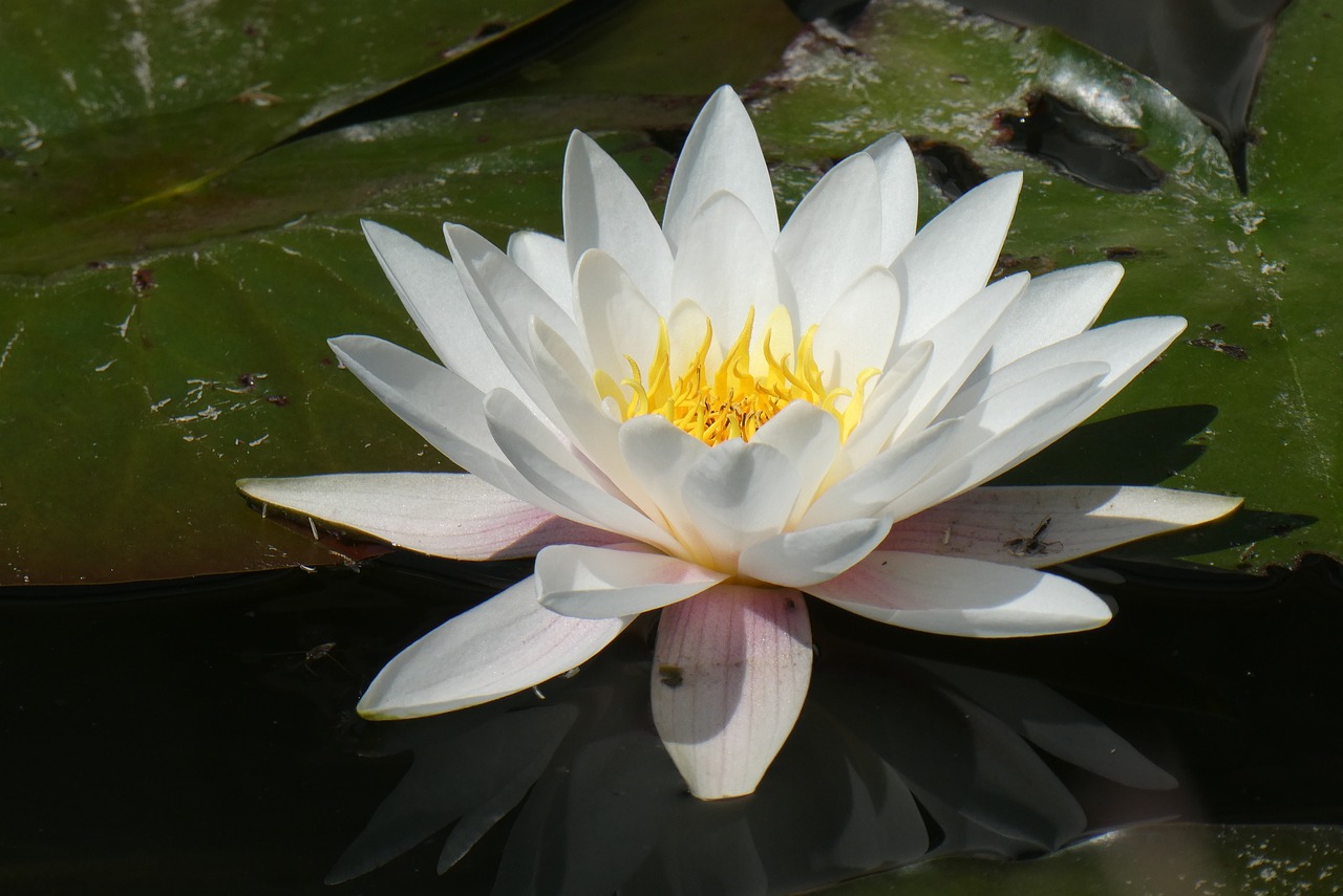 Water Lily Nature Pond - Free photo on Pixabay