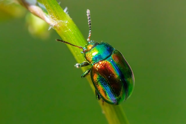2,000+ Free Pest & Insect Images - Pixabay