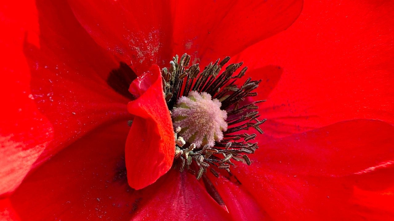 Poppy Natural Flower Beautiful - Free photo on Pixabay