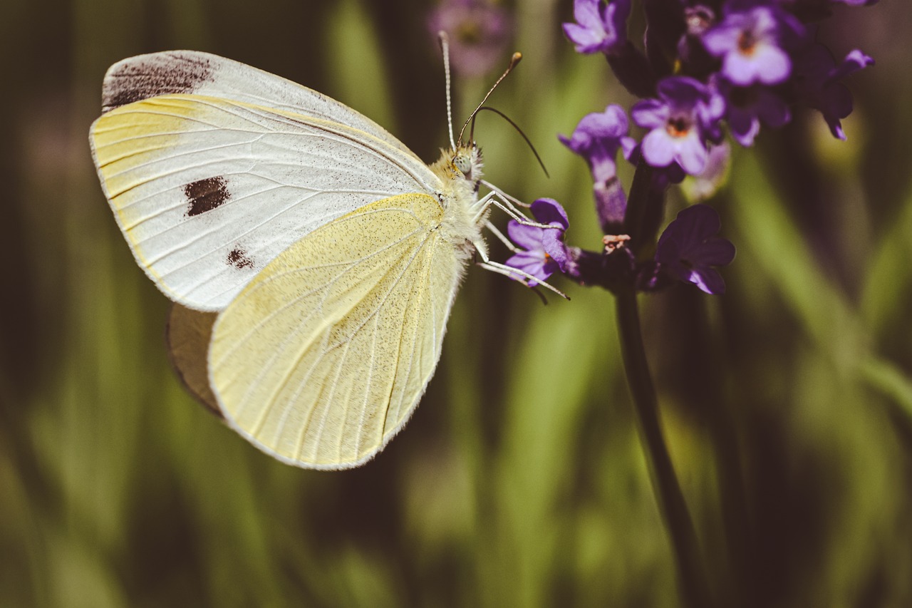 White Butterfly Nature - Free photo on Pixabay