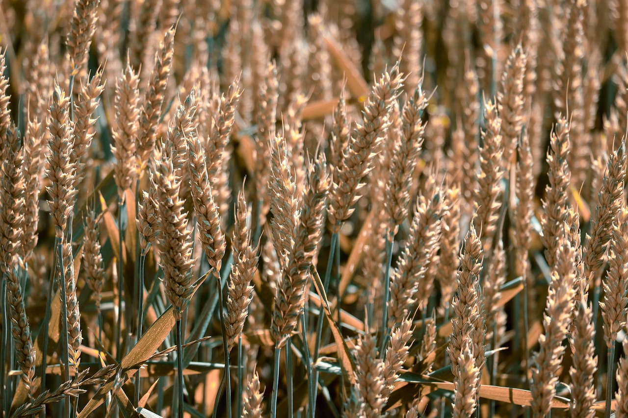 Grain Corn Stalks - Free photo on Pixabay
