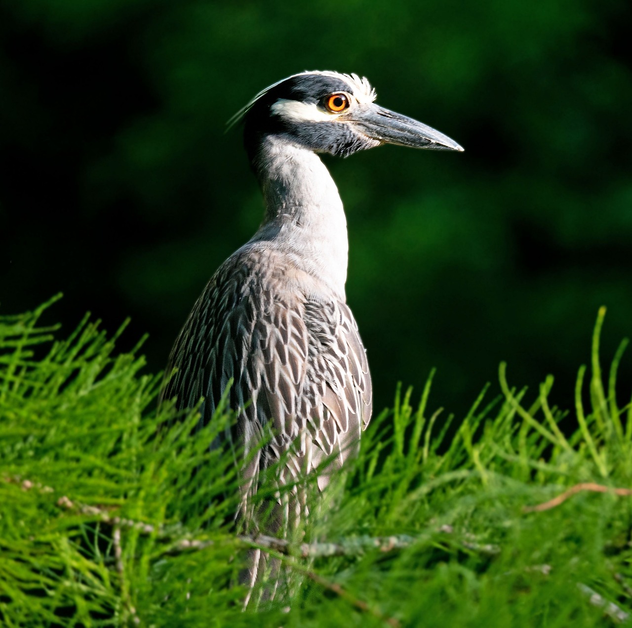 Yellow-Crowned Night-Heron Bird - Free photo on Pixabay