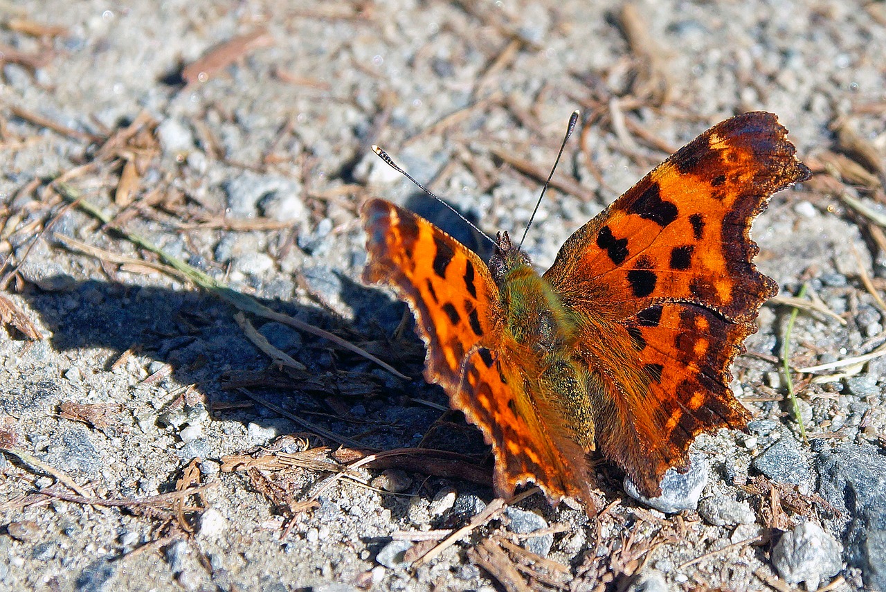 Aurelia Vlinder Vleugels - Gratis foto op Pixabay