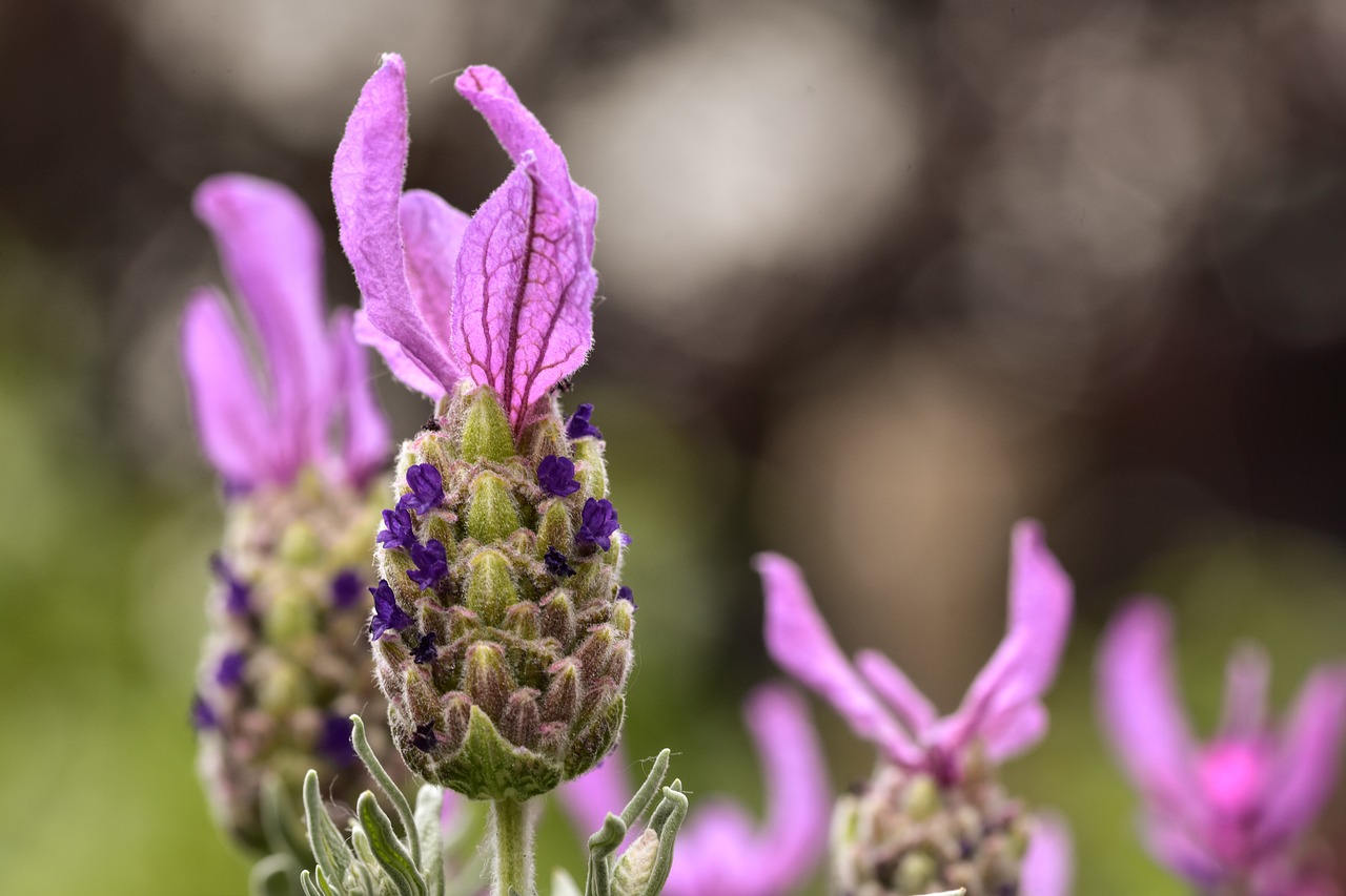 Lavender Nature Flower Wallpaper - Free photo on Pixabay