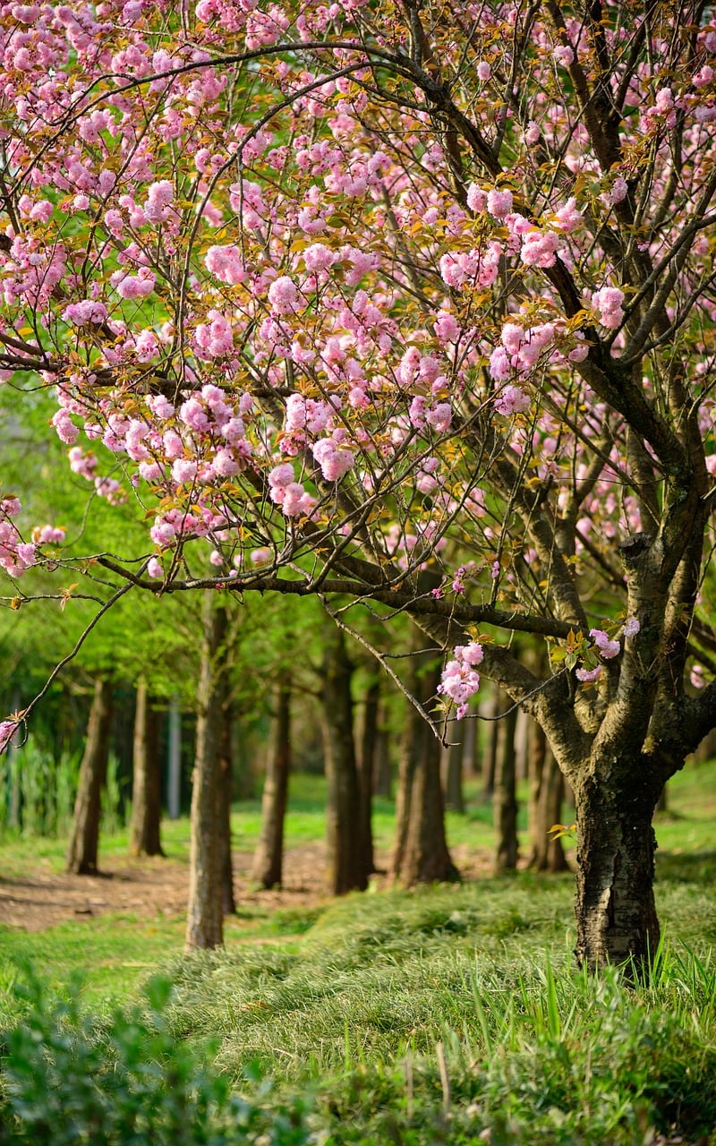 Cherry Blossom Tree Forest - Free photo on Pixabay