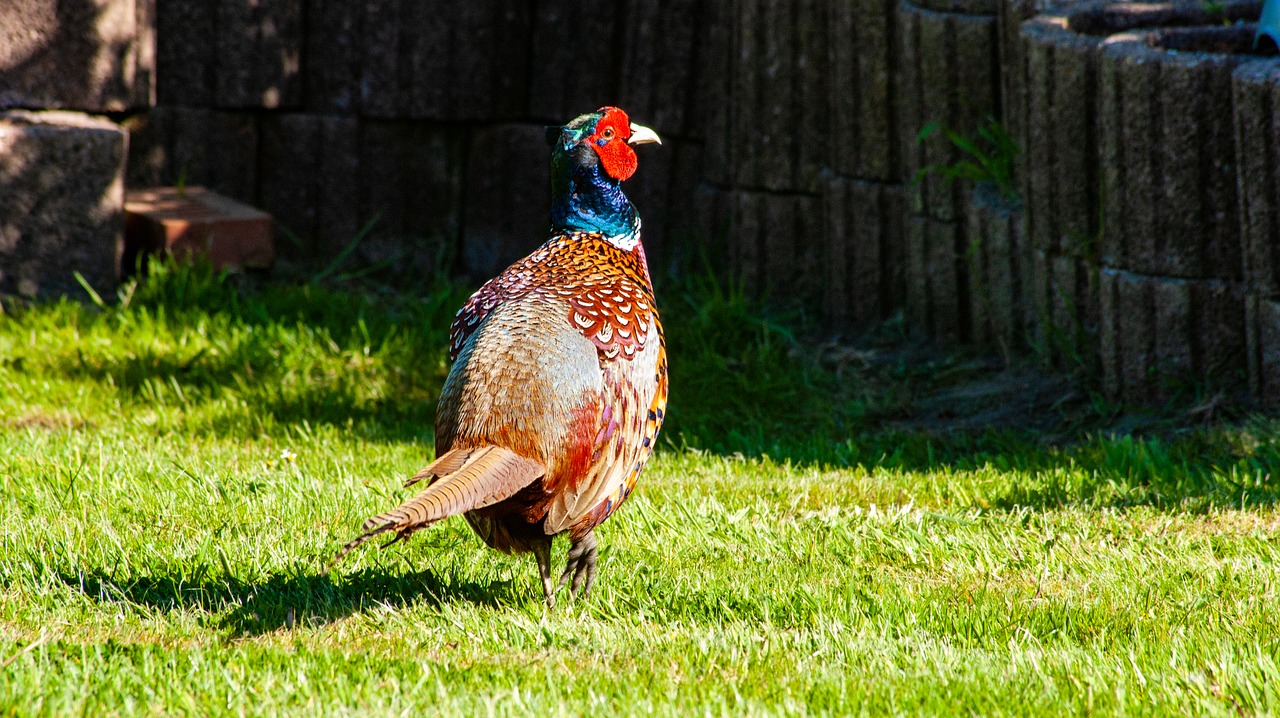 Download Pheasant, Wild Bird, Bird. Royalty-Free Stock Illustration ...