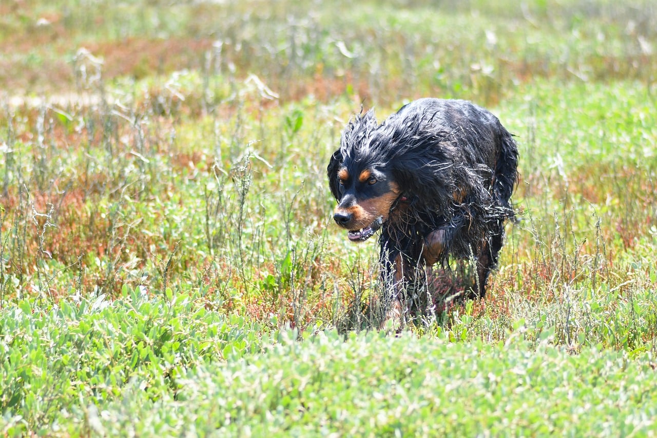 Dog Gordon Setter Sea - Free photo on Pixabay