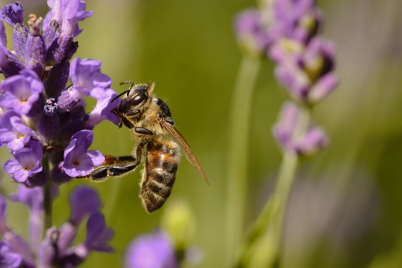 Bee Insect Macro - Free photo on Pixabay