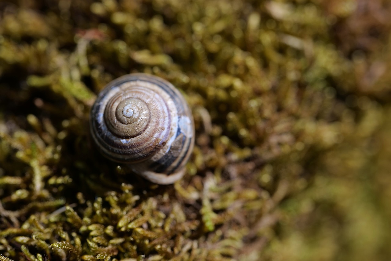 Shell Moss Nature - Free photo on Pixabay