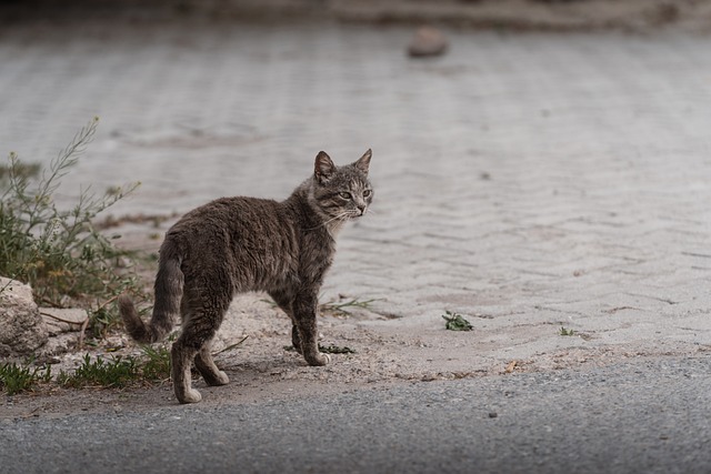 Stray Cat Urban Wildlife Feline - Free photo on Pixabay