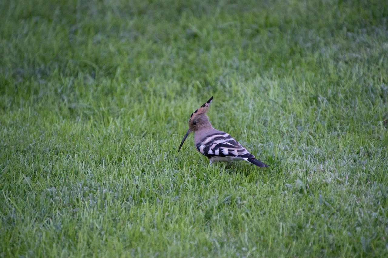 Hoopoe Nature Bird - Free photo on Pixabay