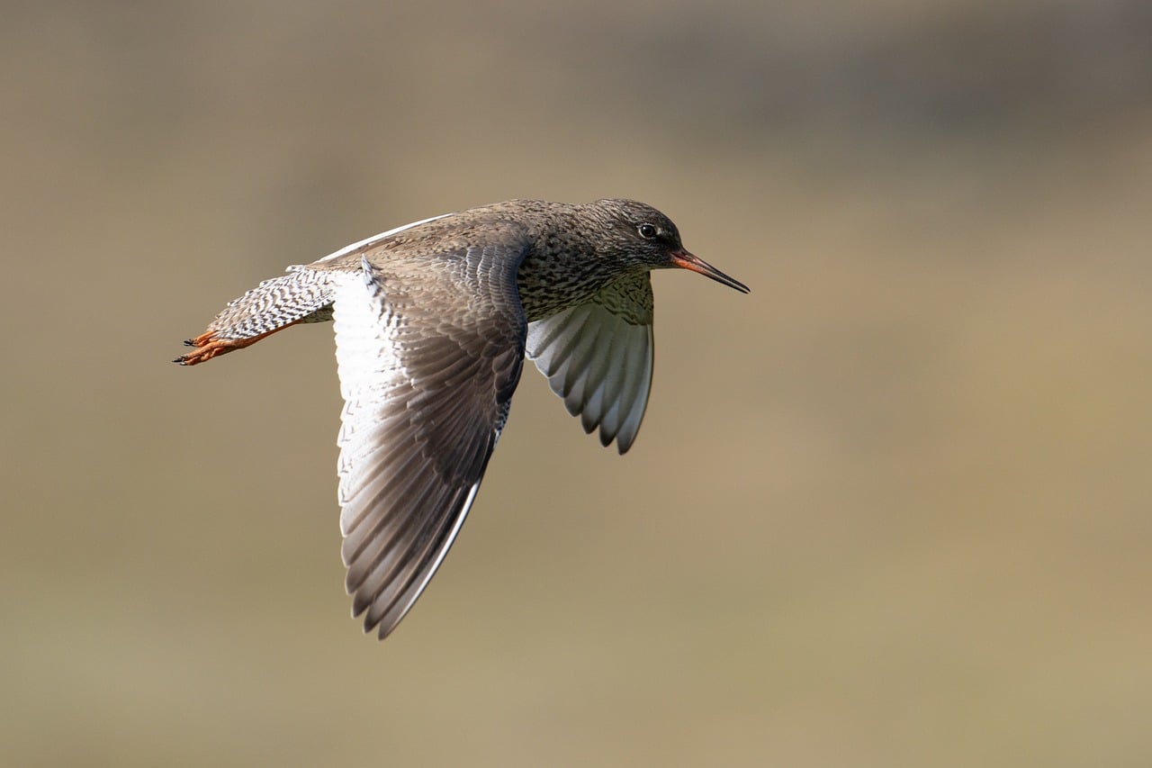 Redshank Bird Common - Free photo on Pixabay