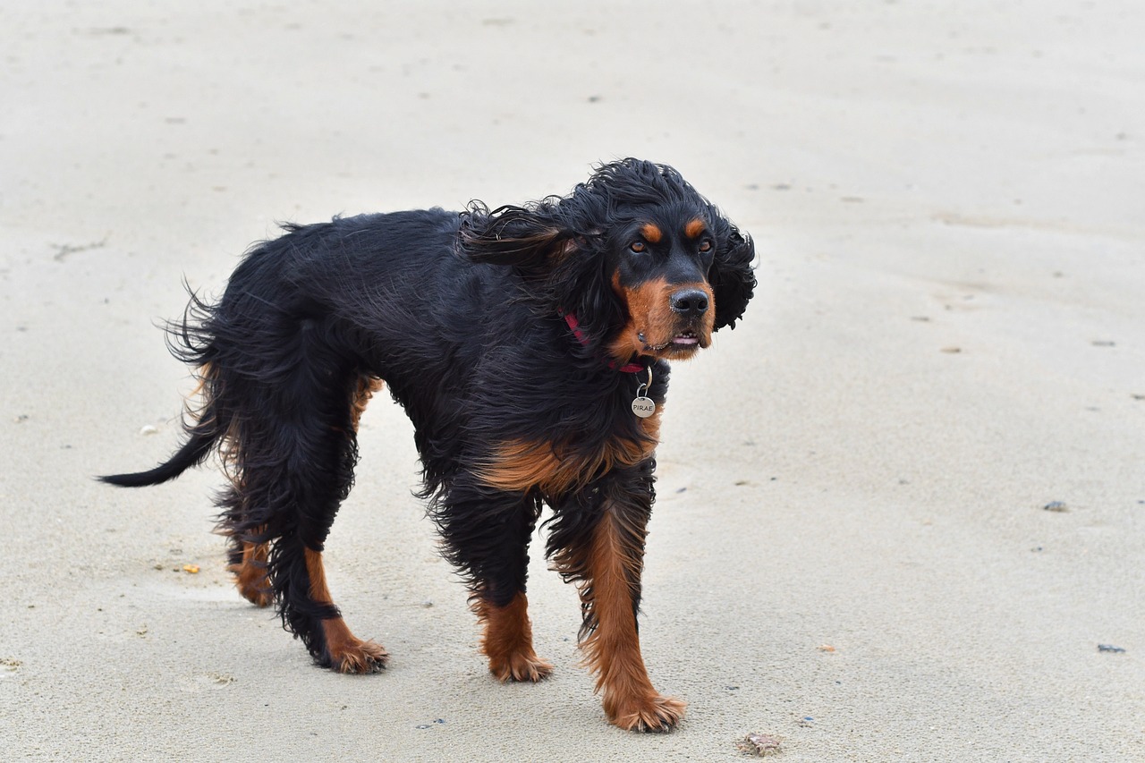 Dog Gordon Setter Beach - Free photo on Pixabay