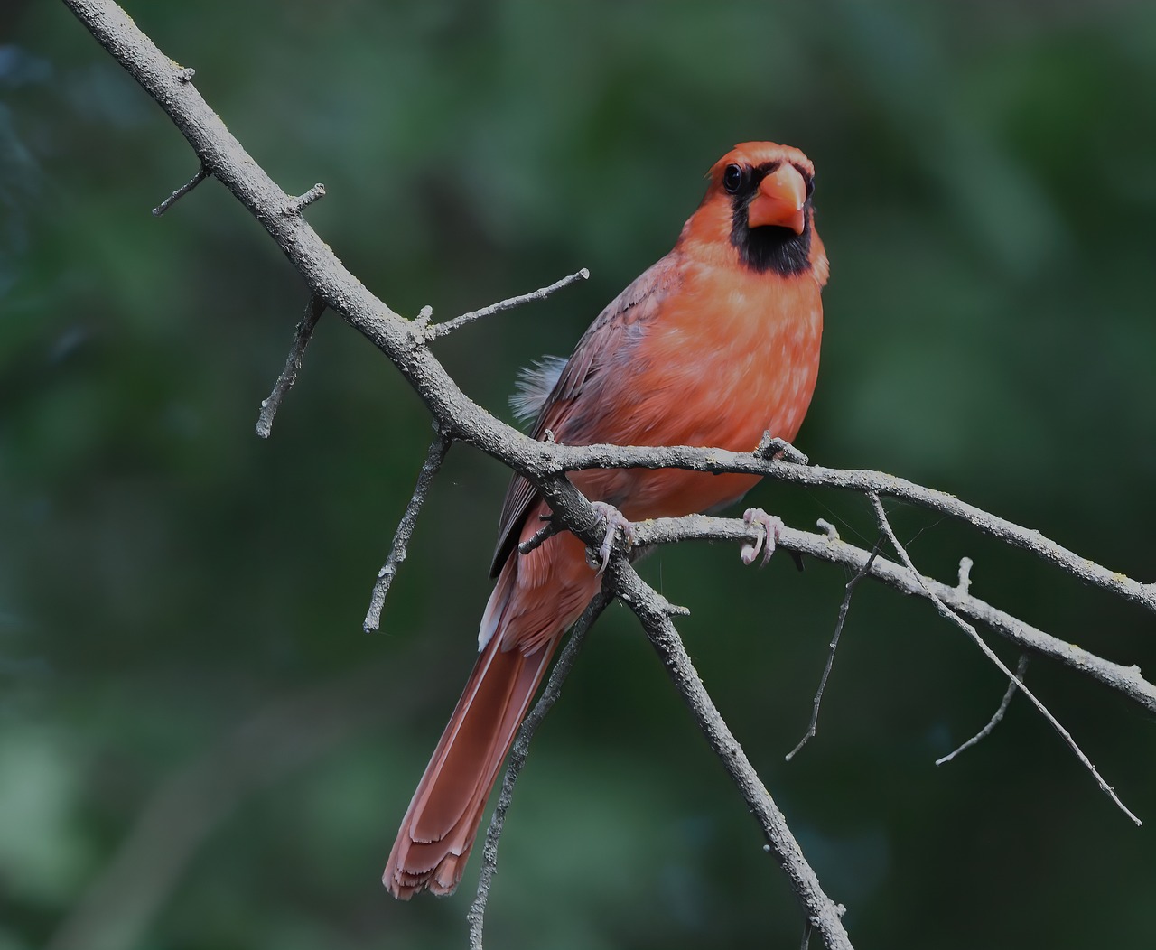 Cardinal Nature Bird - Free photo on Pixabay