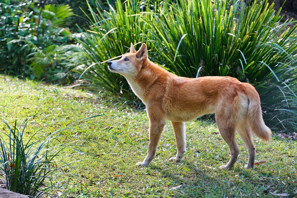 Dingo Dog Wildlife - Free photo on Pixabay