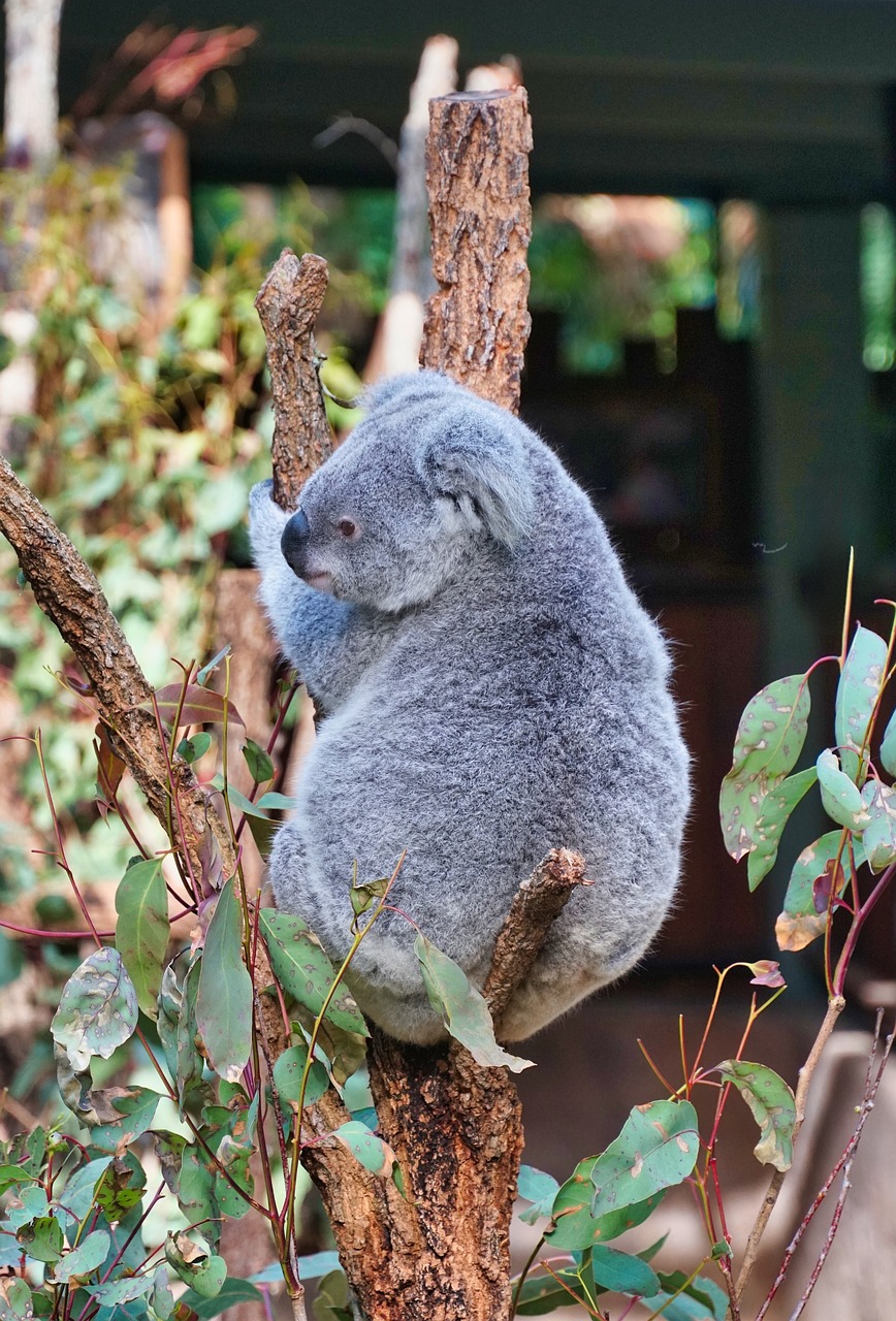 Koala Icon Australia - Free photo on Pixabay