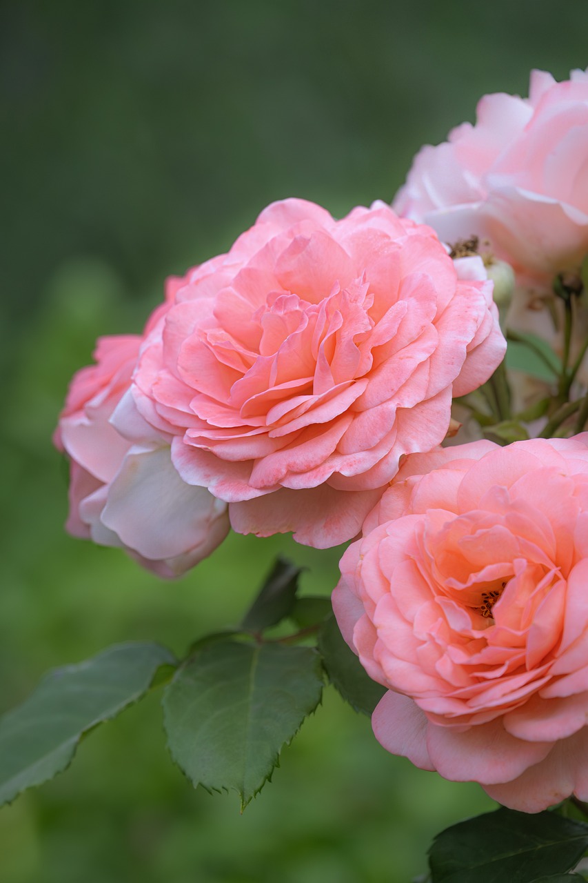 Roses Nature Flower - Free photo on Pixabay