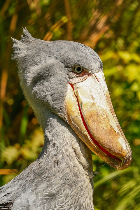 Shoebill Stork Nature Animal - Free photo on Pixabay
