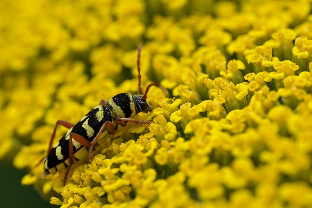 Velvet Wasp Waiter Hornet'S Nest - Free photo on Pixabay