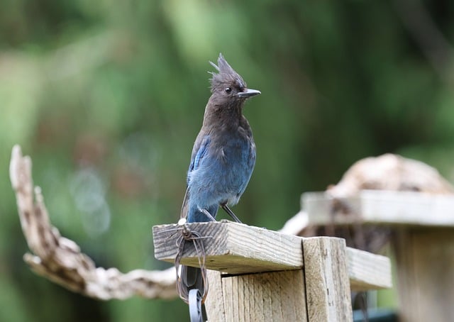 30000+ Blue Jay & ảnh Thiên Nhiên miễn phí - Pixabay
