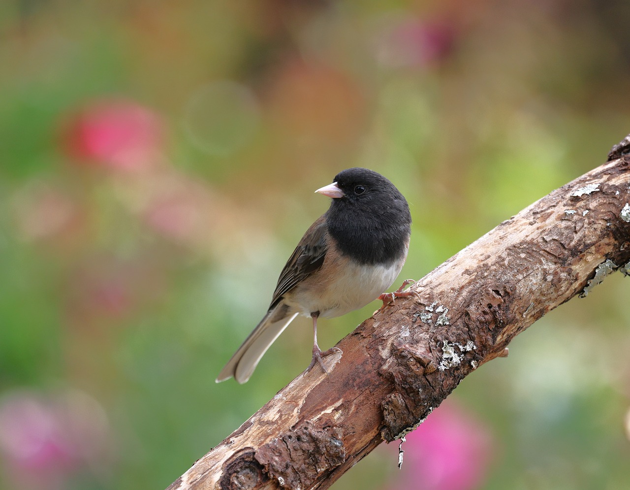 Dark-Eyed Junco Bird Finch - Free photo on Pixabay