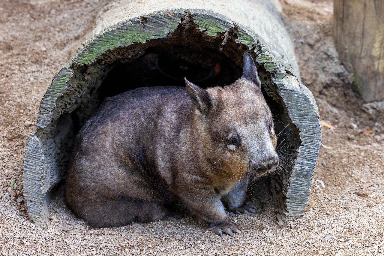 Southern Hairy-Nosed Wombat - Free photo on Pixabay