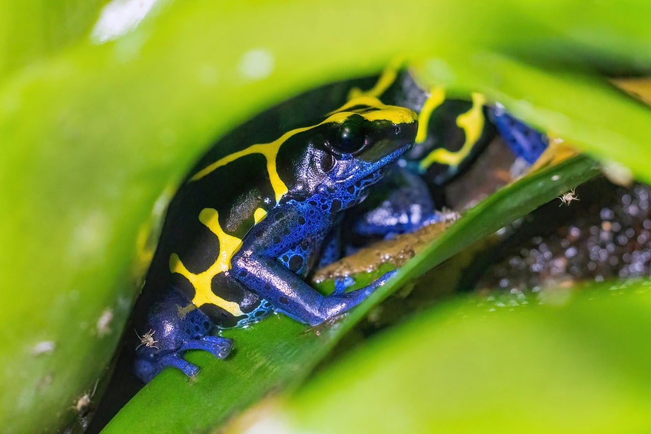 Poison Dart Frog Arrow - Free photo on Pixabay