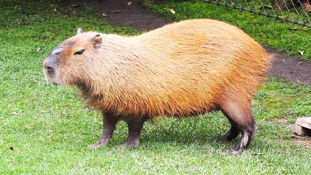 Capybara Wildlife South American - Free photo on Pixabay Capybara Wildlife South American - Free photo on Pixabay