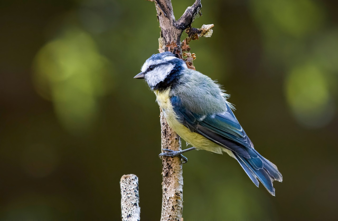 Blue Tit Bird Avian - Free photo on Pixabay