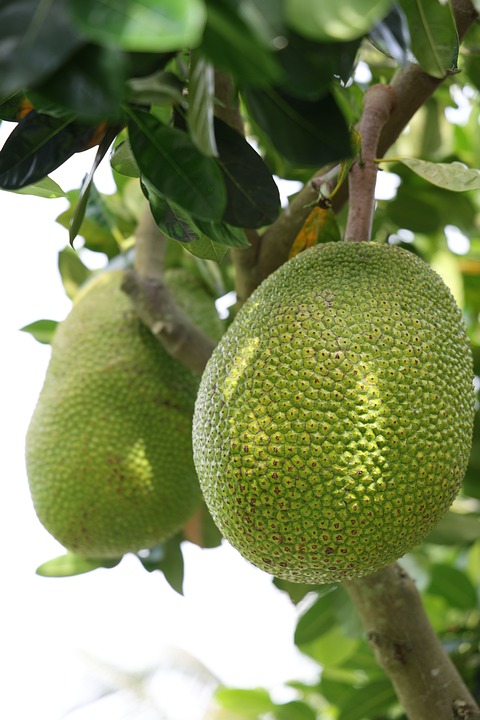 Tropical Fruit Jackfruit Tree - Free photo on Pixabay