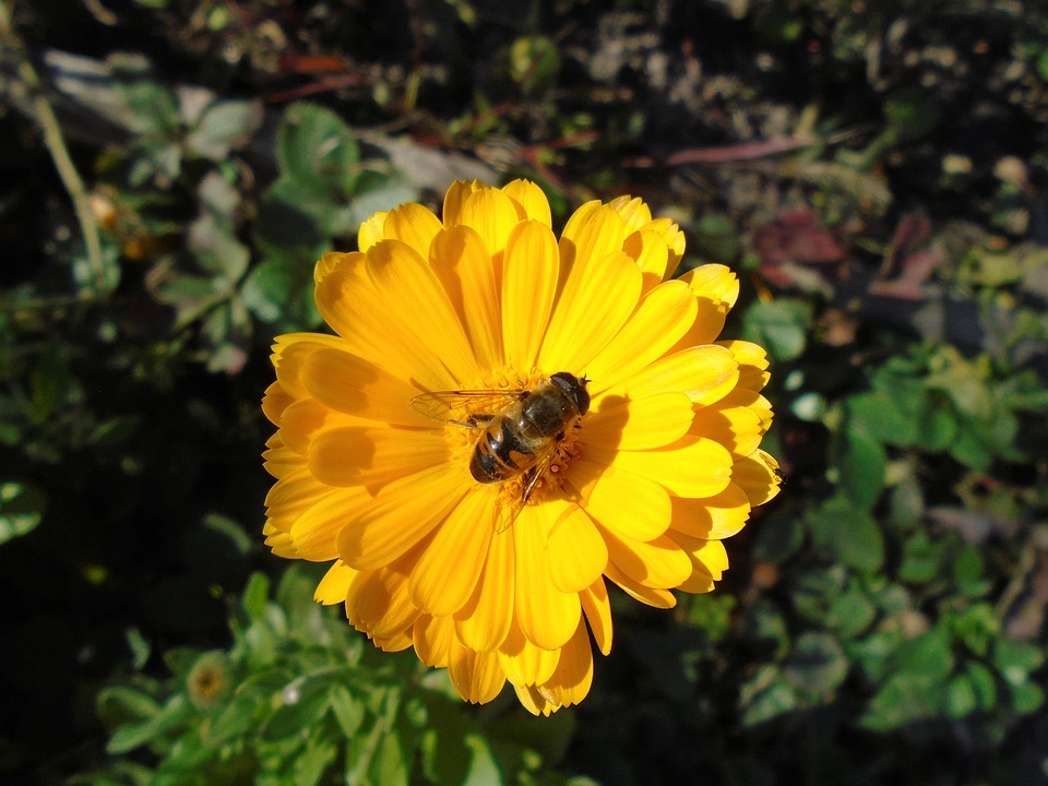 Flower Bee Yellow - Free photo on Pixabay